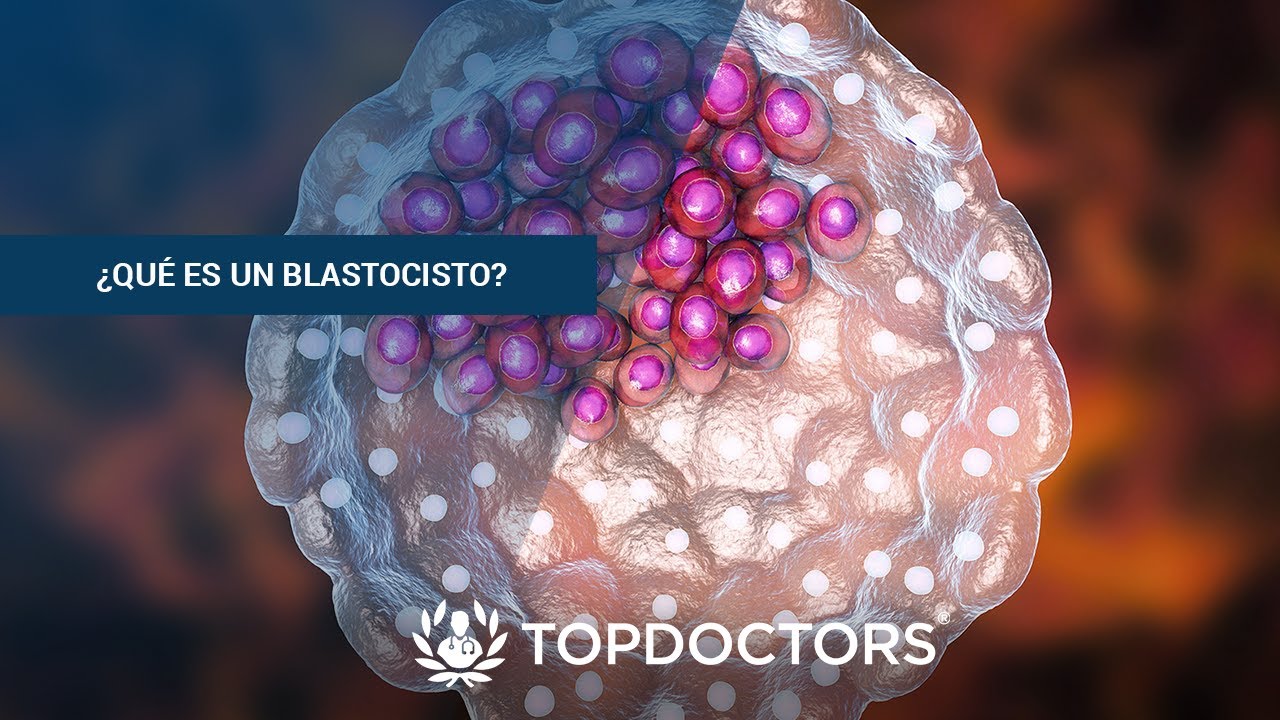 Todo lo que Necesitas Saber sobre los Blastocitos: Desarrollo, Función ...